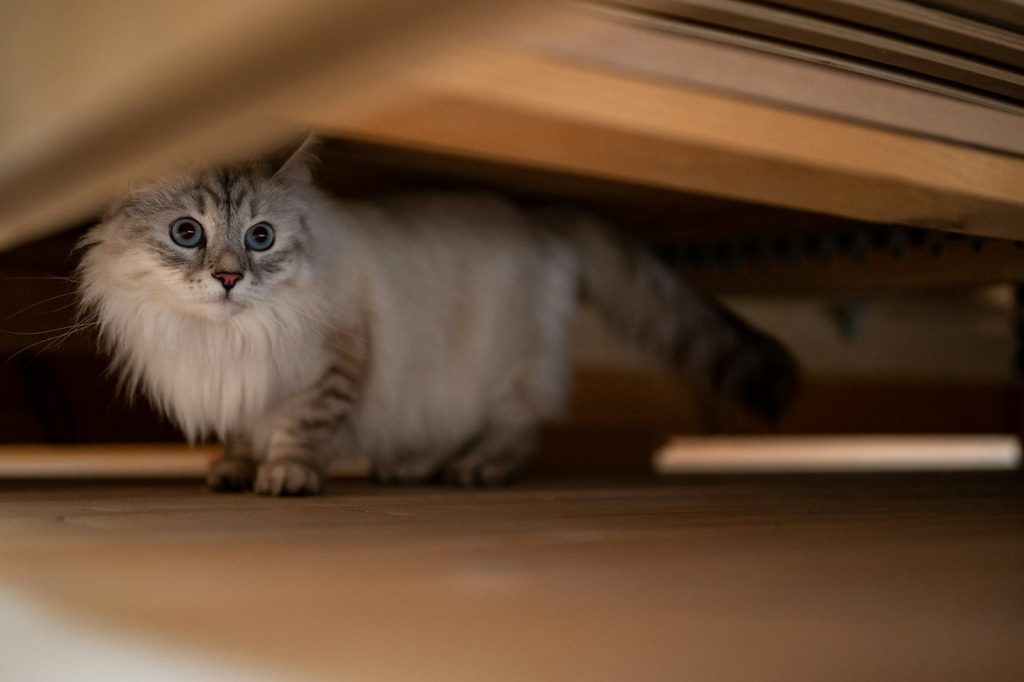 How do you tell your cat you are sorry?