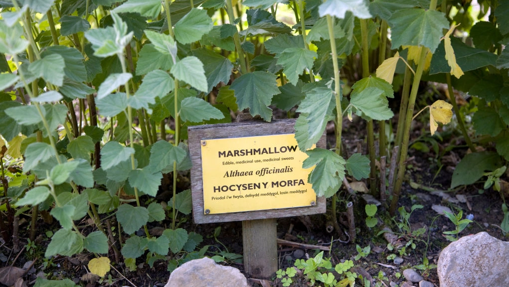 Marshmallows from ancient roots to kitchen magic
