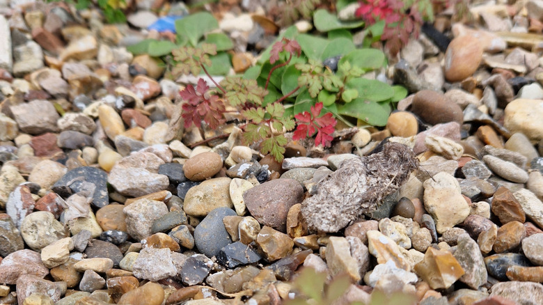 Skip standard gravel — there's a cheaper, weed-resistant landscaping option