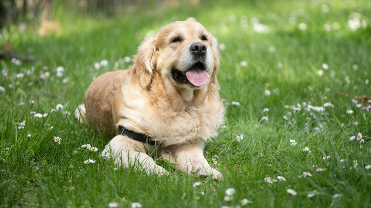 10 golden retriever secrets only long-time owners understand