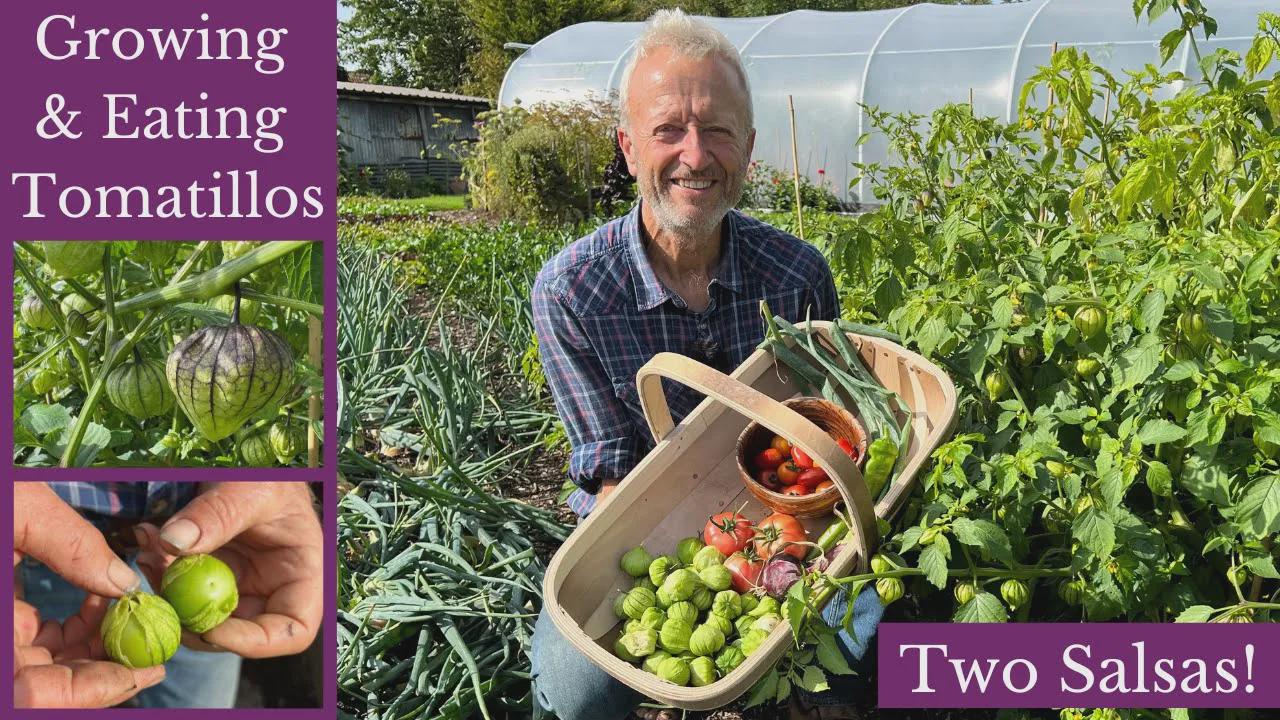 Tomatillos, how they grow and ideas for eating them