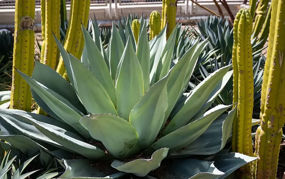 Succulent care tips for thriving plants