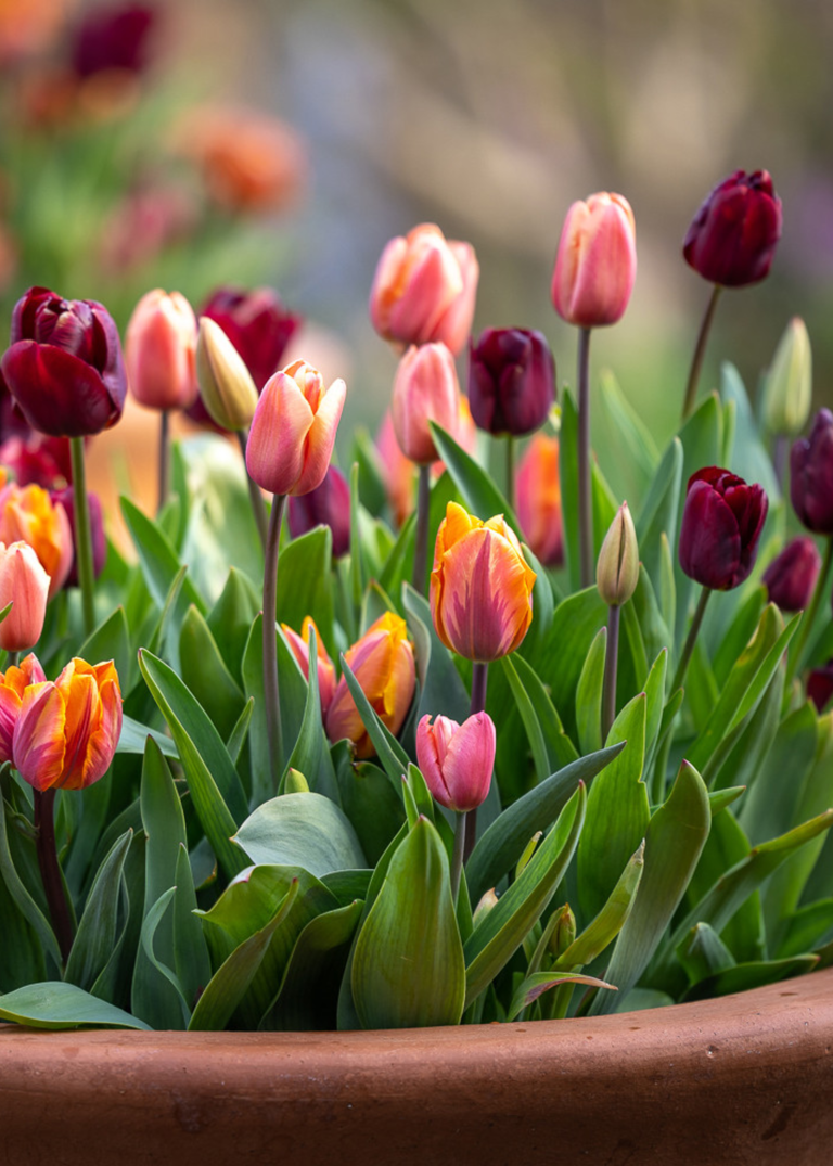 These 5 plants look great, but lack scent — choose these instead