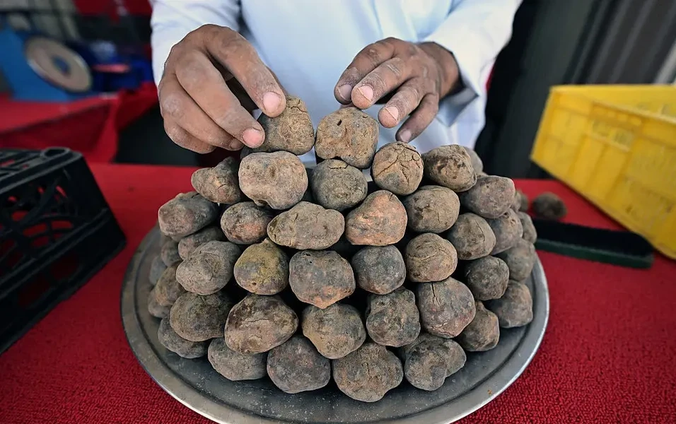 Truffle secrets from soil to table