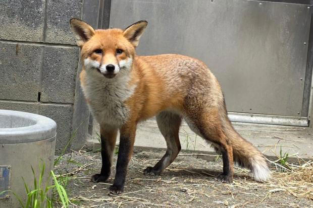 Stowaway fox survives brush with heartworm to clear quarantine in US