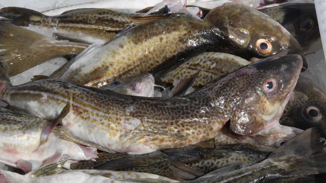 Master the art of cooking cod at home