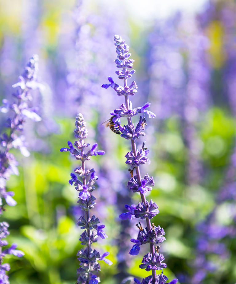 What to do with salvia in May – for bigger blooms, bushier growth, and ...
