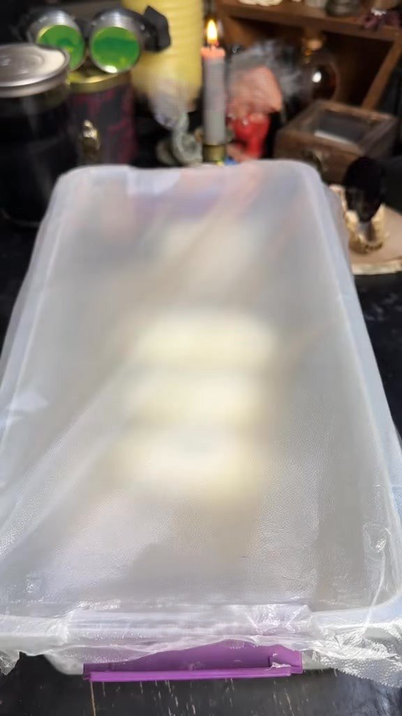 Clutch update from the Molinaro Snake Lab