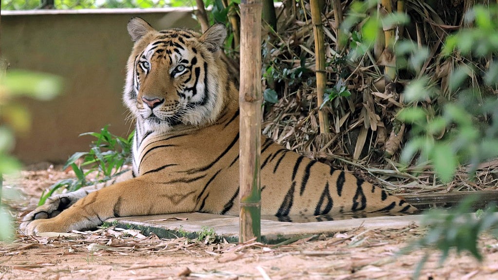 One killed, four injured in tiger attack in MP's Bandhavgarh reserve ...