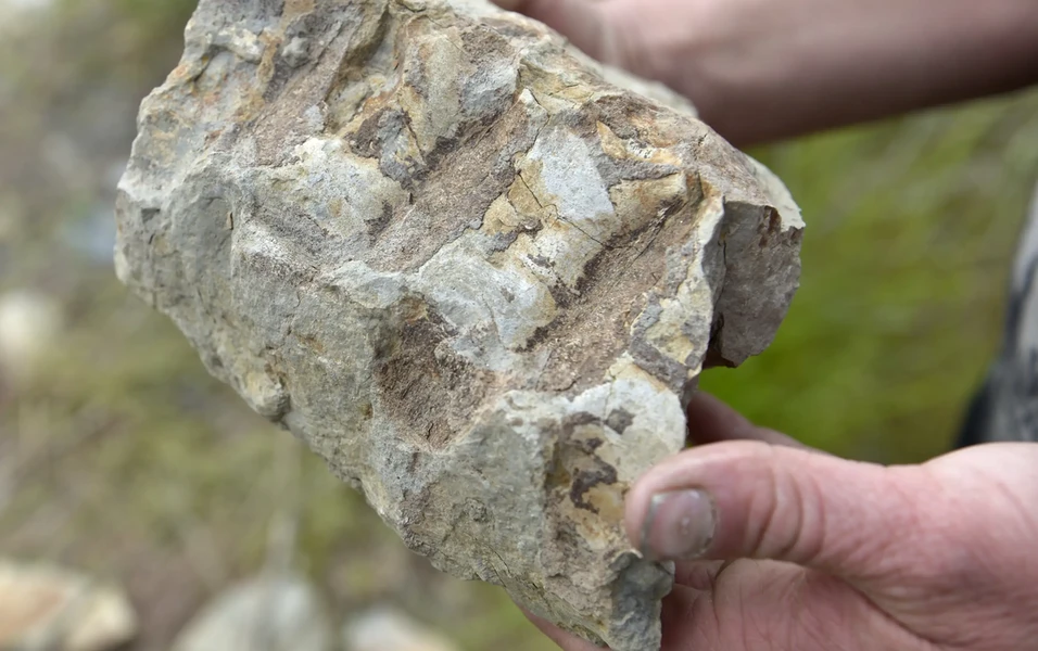 Ancient Canadian fossils push back animal evolution timeline