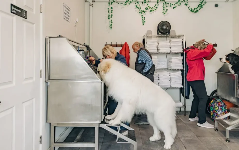 Great Pyrenees’ bath ritual and Husky’s watchful care charm viewers