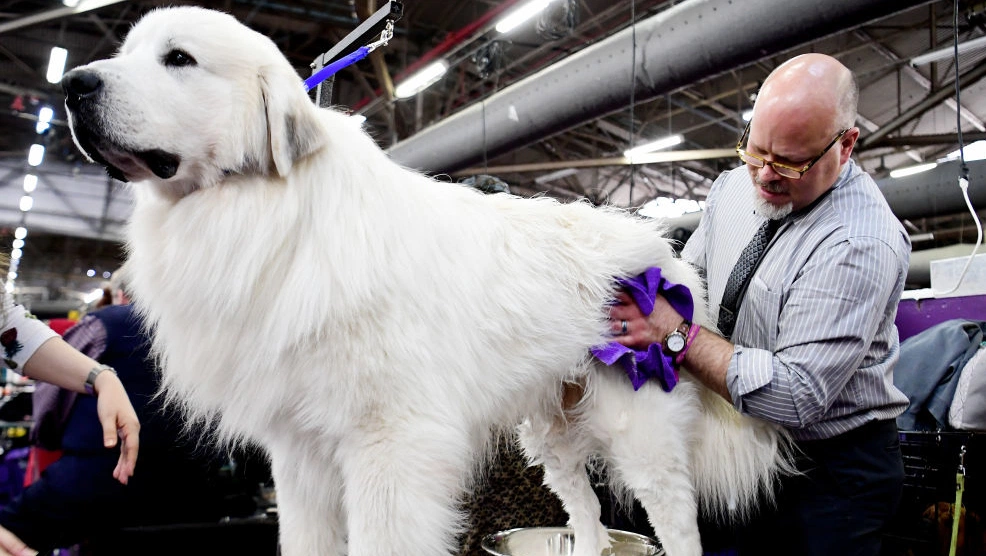 Great Pyrenees’ bath ritual and Husky’s watchful care charm viewers