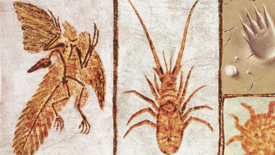 Ancient Canadian fossils push back animal evolution timeline