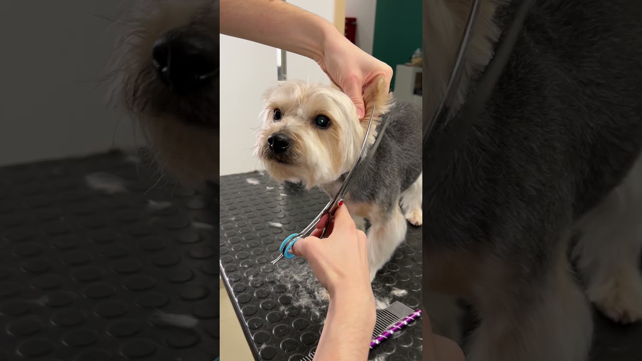 Transforming a shaggy terrier: Relaxing dog face & ear grooming tutorial