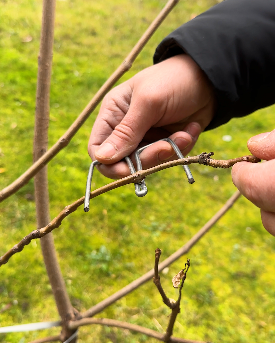 Shaping tree branches made easy with this tool