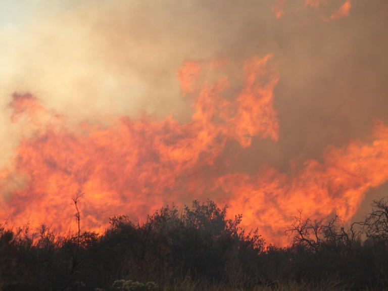 Brush fire burns Hollywood Hills near Forest Lawn Drive
