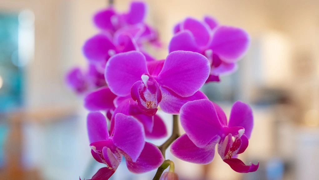 Orchid care secrets for thriving blooms