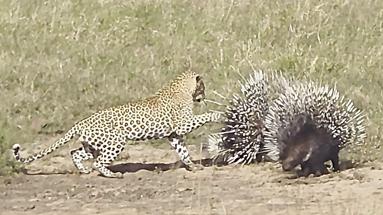 Young leopard takes on two porcupines in Kruger – and learns a hard lesson