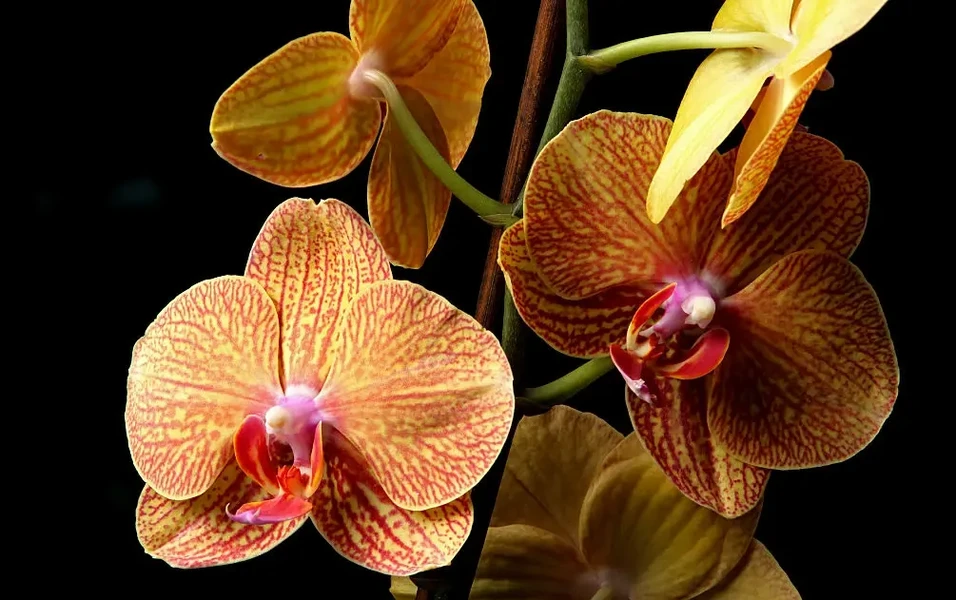 Orchid care secrets for thriving blooms