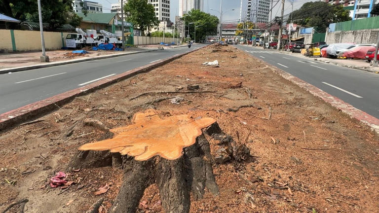 Wrap: Manila trades dwindling tree cover for expressway project