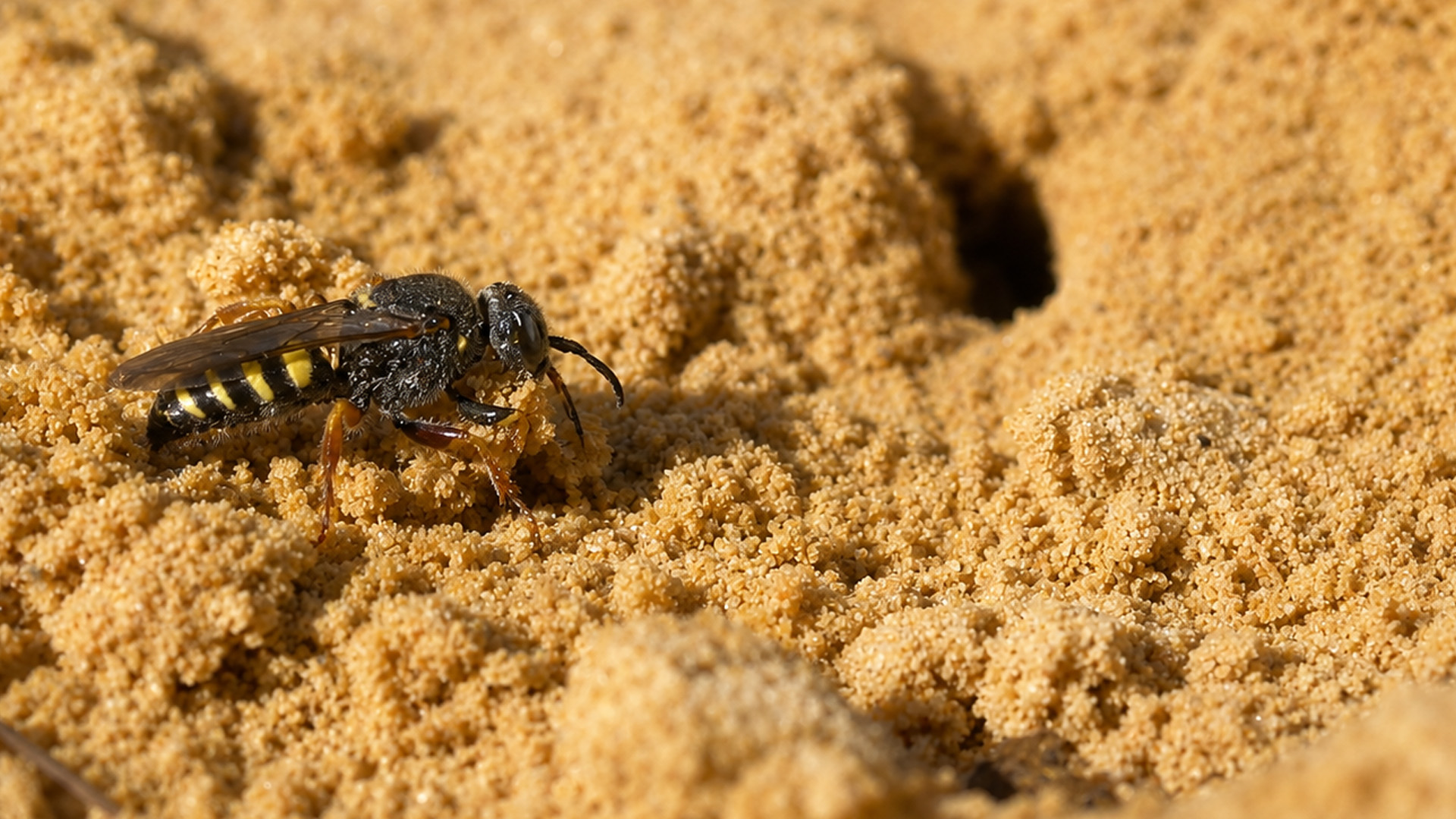 A hidden camera captured this tiny sand architect