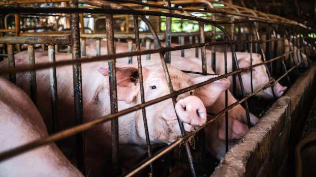 House slips in bid to erase state bans on cruel cages for pigs, calves ...