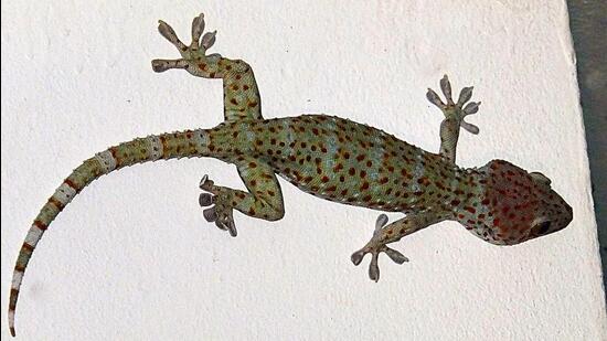 Two suspected smugglers arrested with 26 rare Tokay geckos: Assam Police