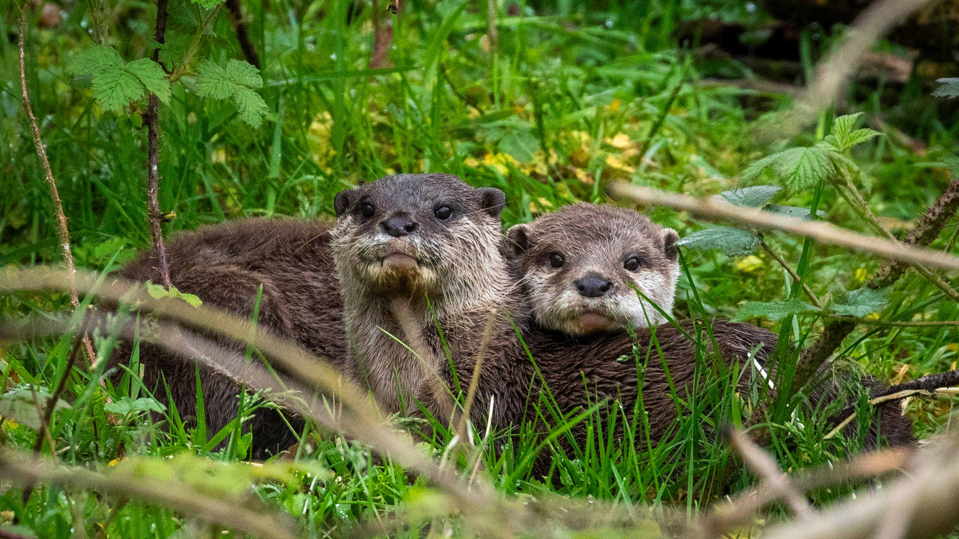 Otterly besotted! Two lonely otters from opposite ends of Britain find love
