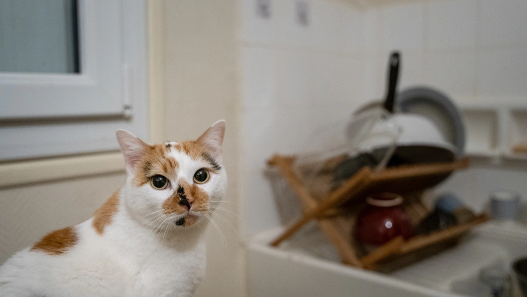 Keeping the peace in multi-cat homes