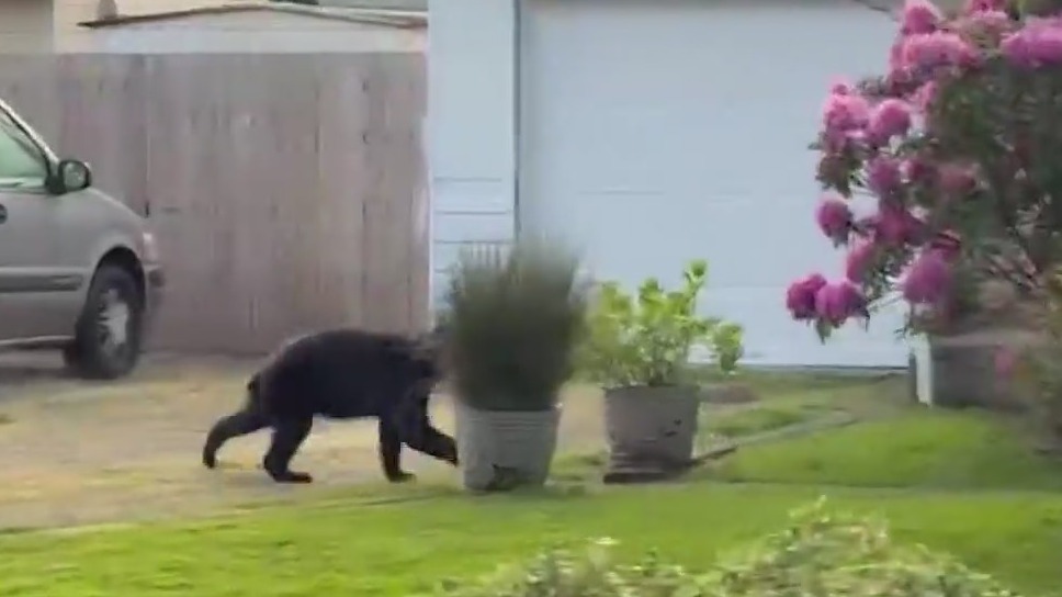 Bear cub shot, killed in Canby due to 'public health and safety ...