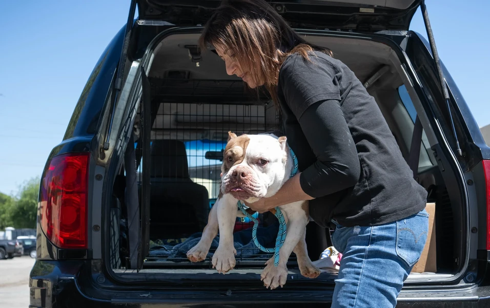 The truth about pit bull myths and love