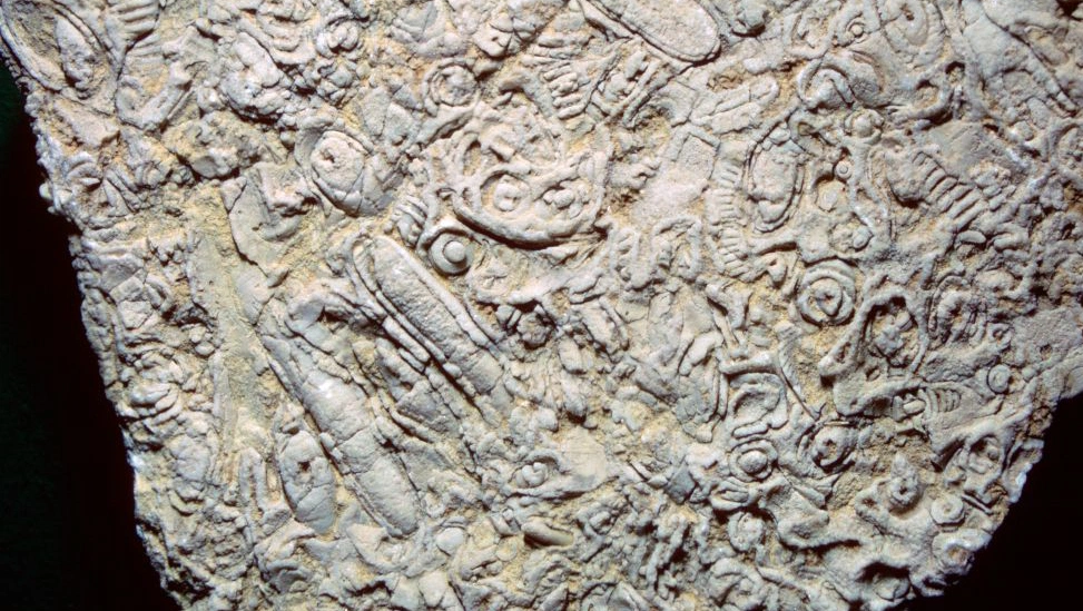 Ancient Canadian fossils push back animal evolution timeline