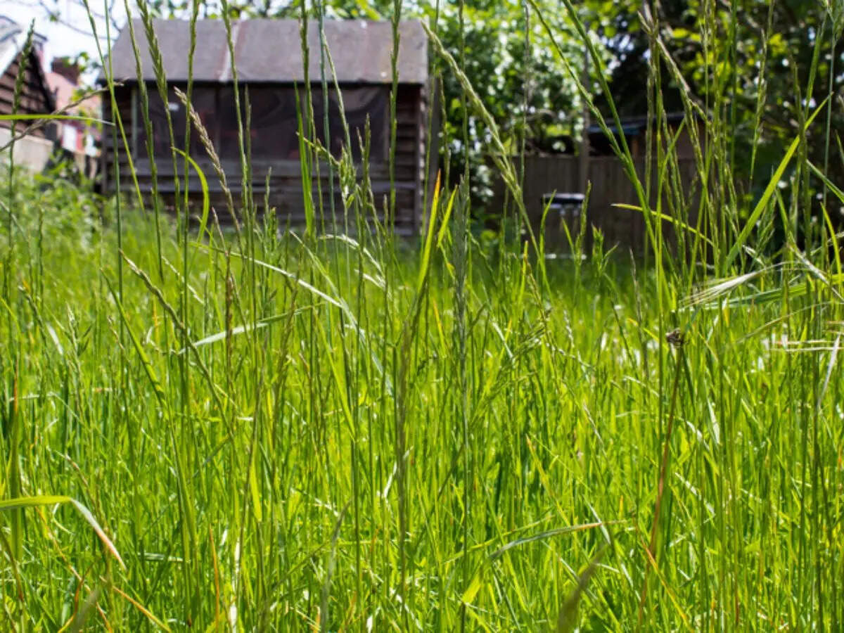5 outdoor spots around homes where snakes hide during summer