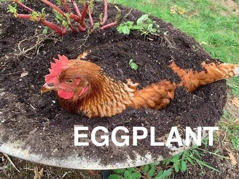 Cozy coop scroll made of 25 cute chicken memes