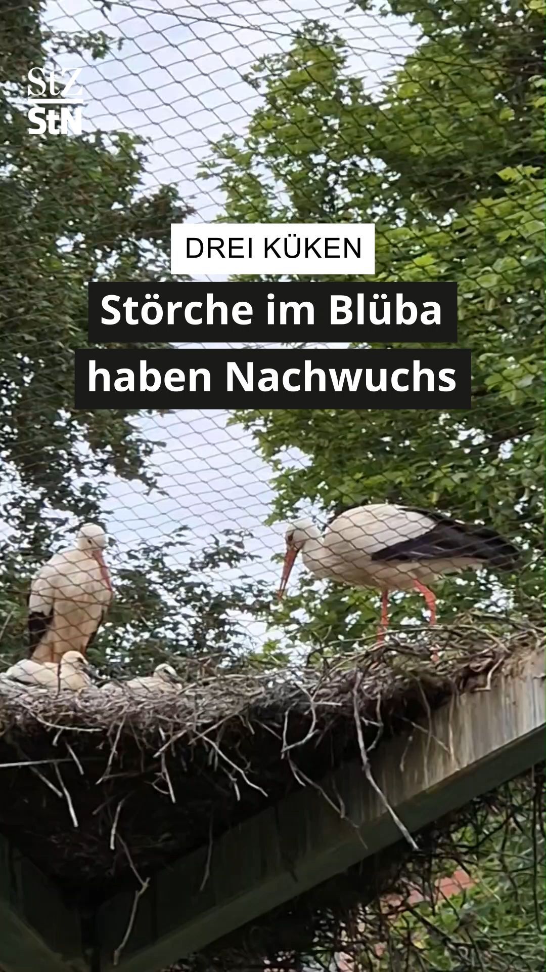 Störche im Blühendes Barock Ludwigsburg haben Nachwuchs