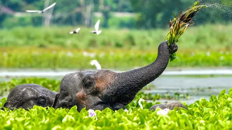 Ice popsicles, mud baths: Here's how rescued elephants in Mathura are ...