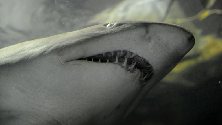 Spearfisher dies in shark attack at popular diving spot