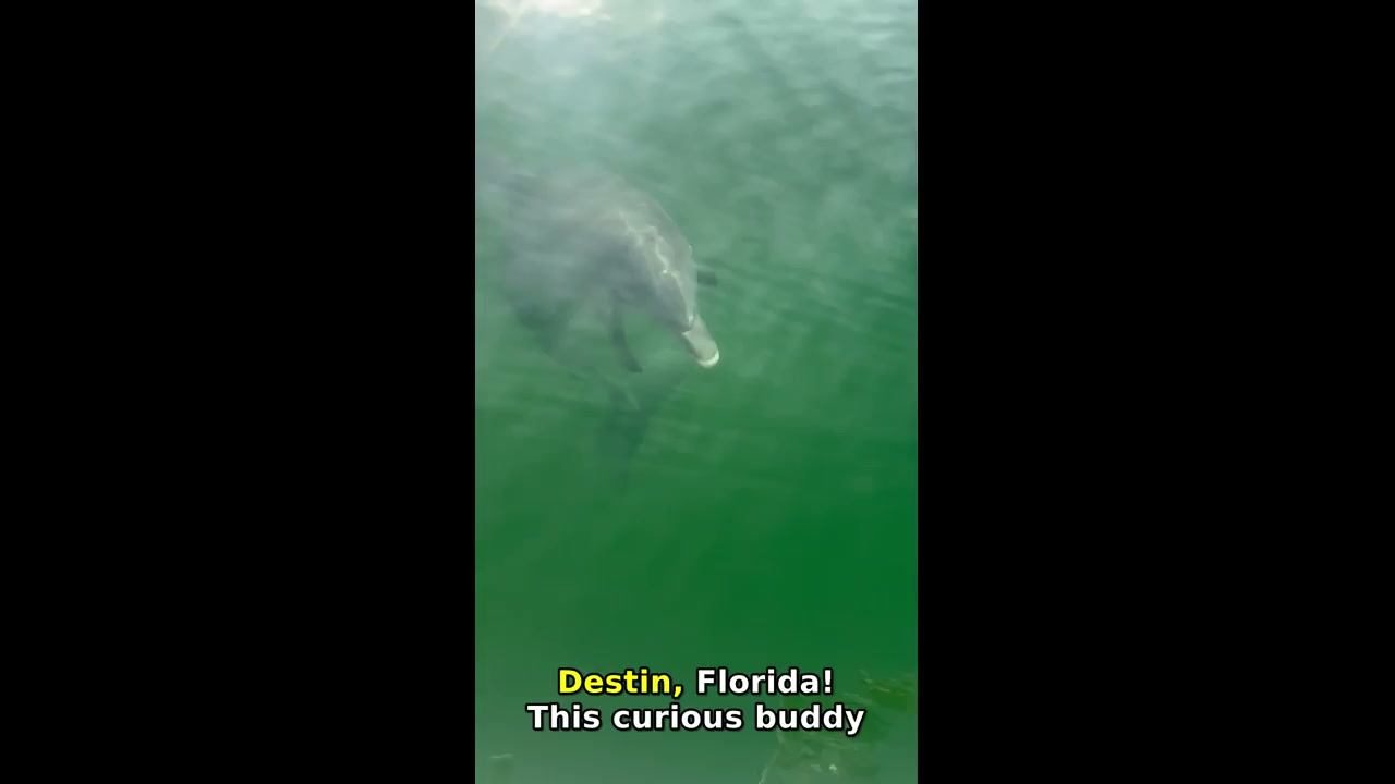 Playful dolphin visits boat in Destin