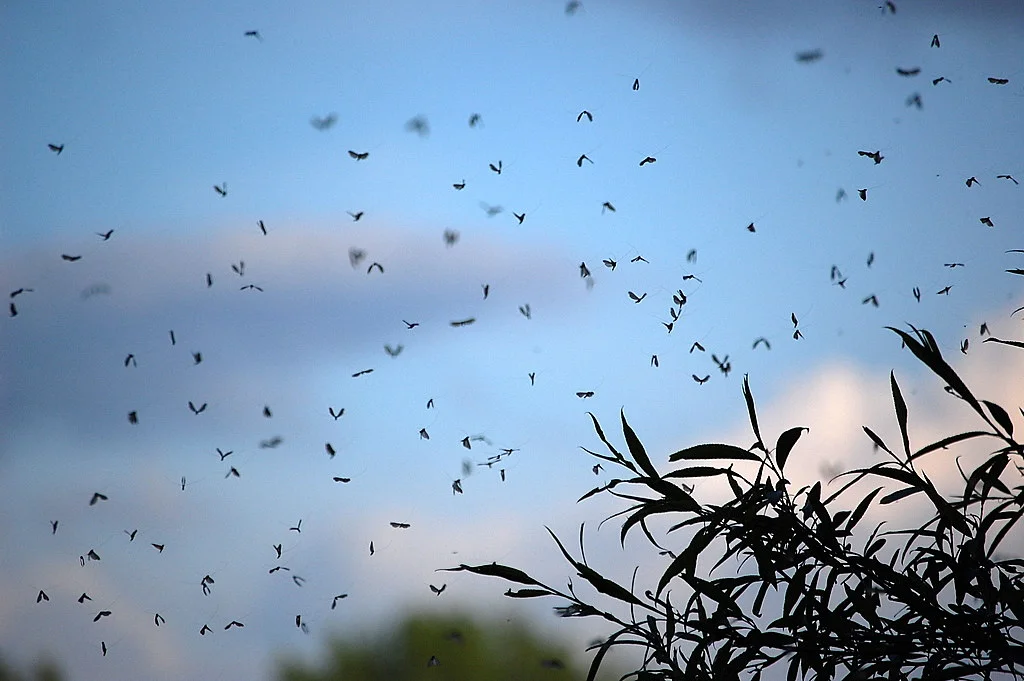 Maroc : A l’approche de l’été, la guerre aux insectes volants
