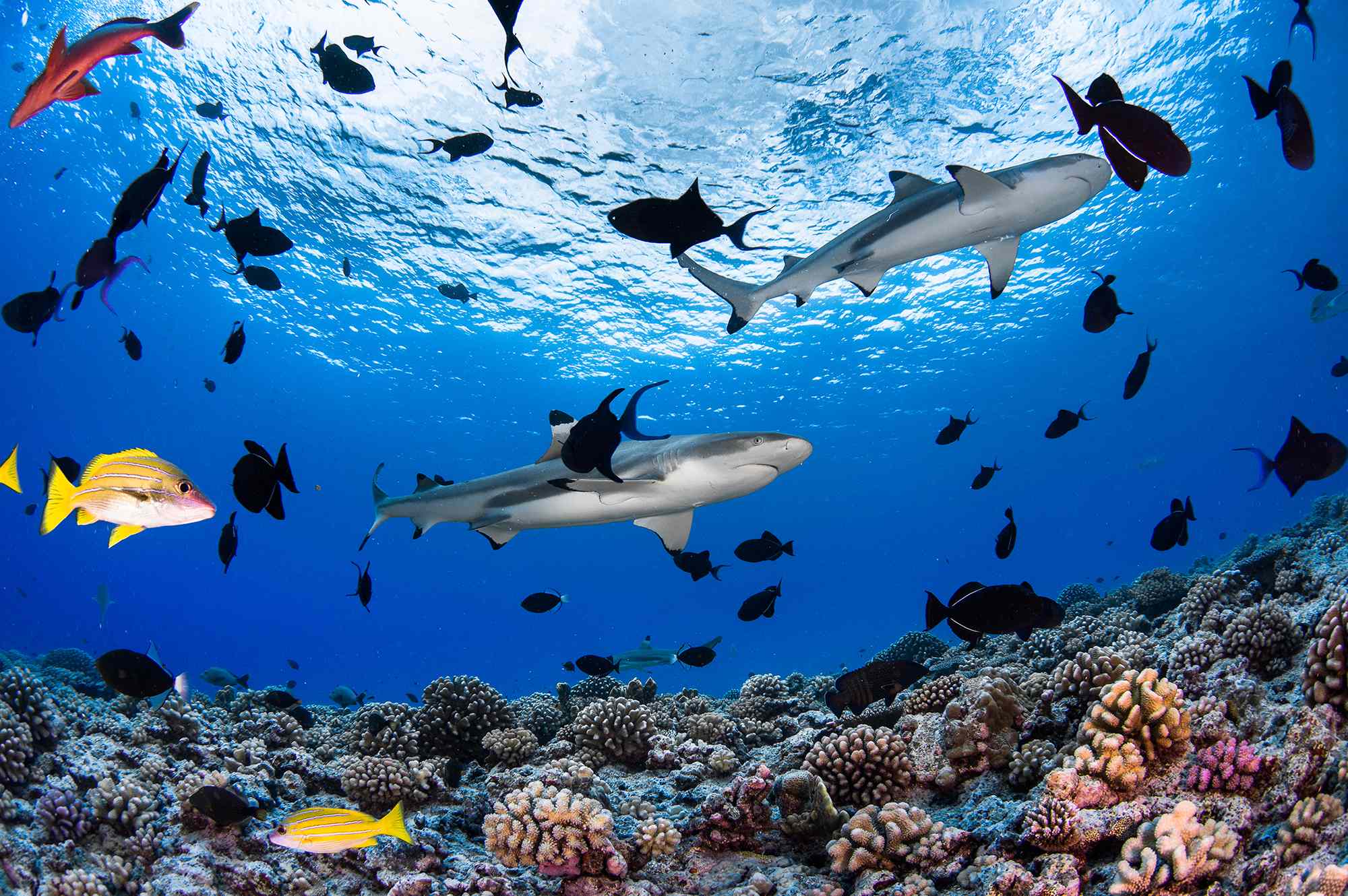 This popular destination is now the world’s largest marine protected ...