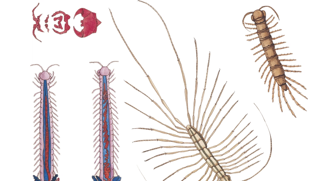 Centipede secrets every homeowner should know