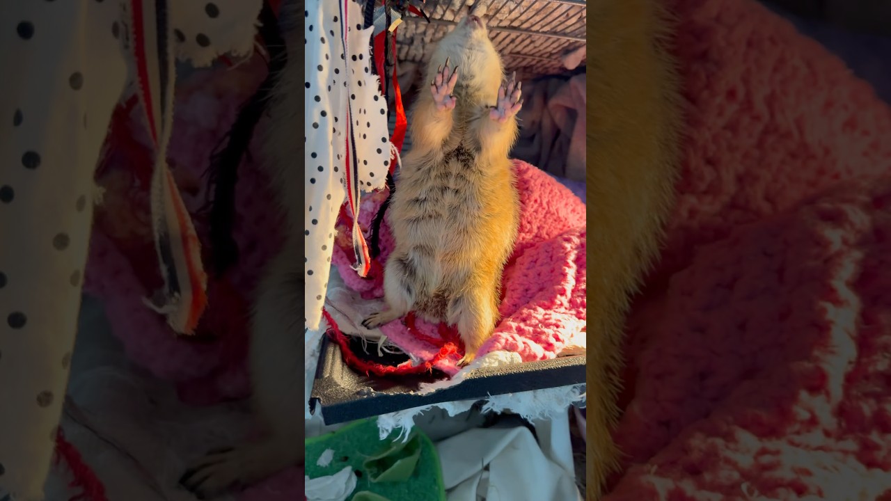It’s Wahoo Wednesday and this prairie dog brings the energy