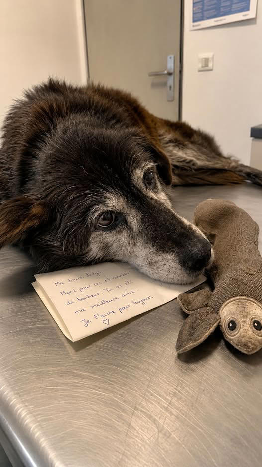 Eutanasia fissata per le 16:12 ma il veterinario si ferma e la porta a casa