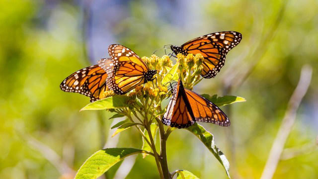 Monarch butterflies and dozens of native plants return after Minnesota ...