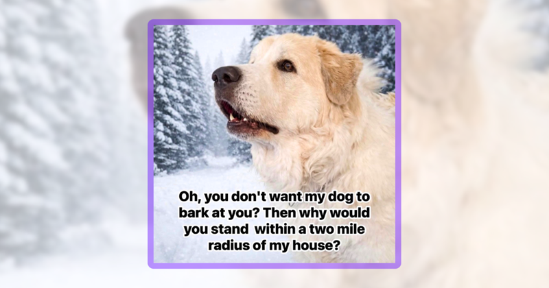 A doggo disasterpiece of 30 memes full of adorable canine absurdity