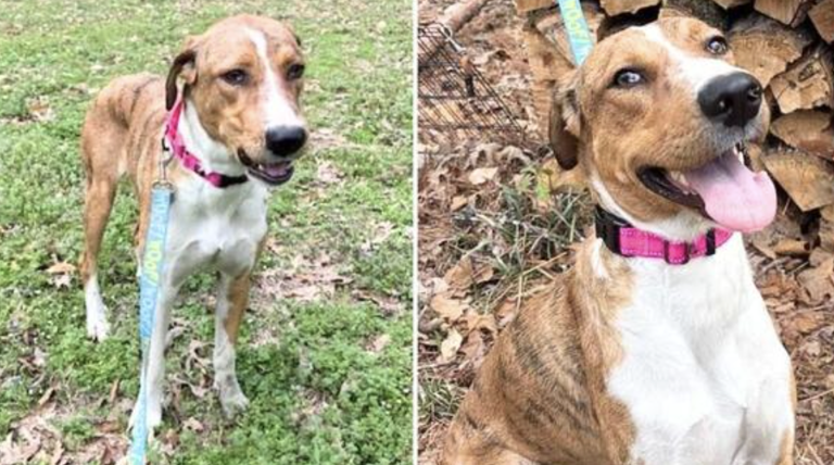 Snuggly young dog searching for family after being rescued as pregnant ...