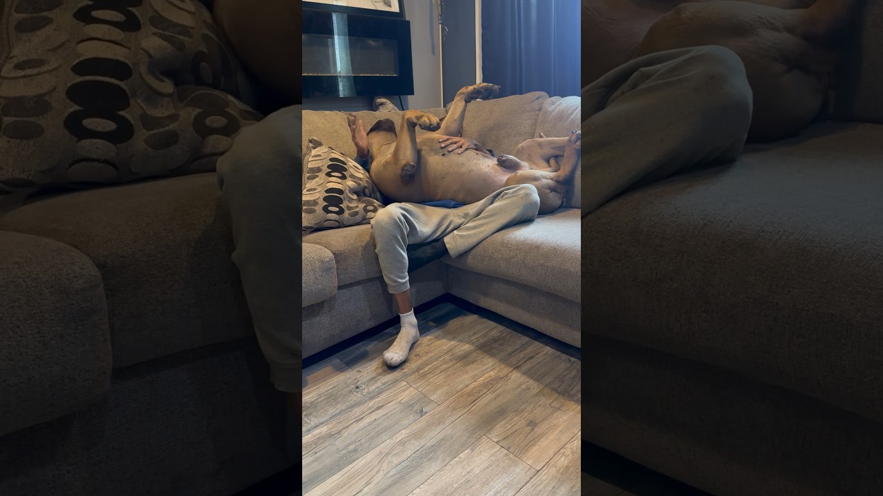 This 220-pound dog still thinks he’s a lap dog