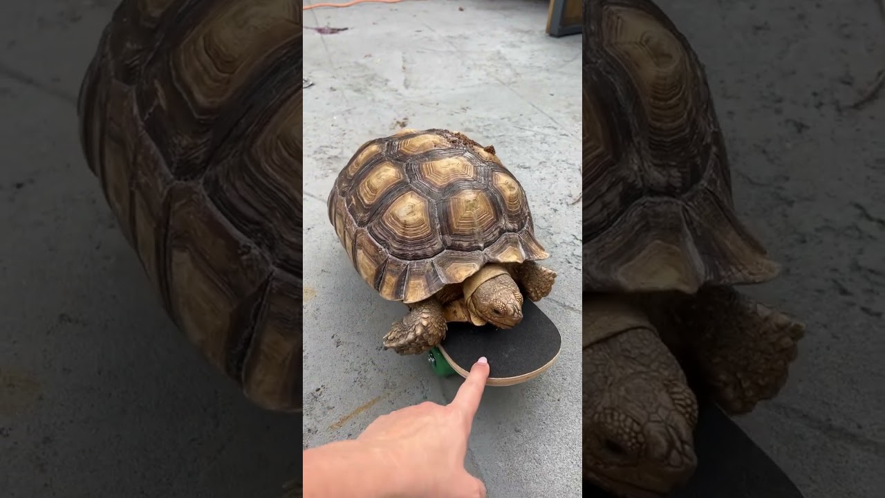 A skating tortoise heads straight into snack time