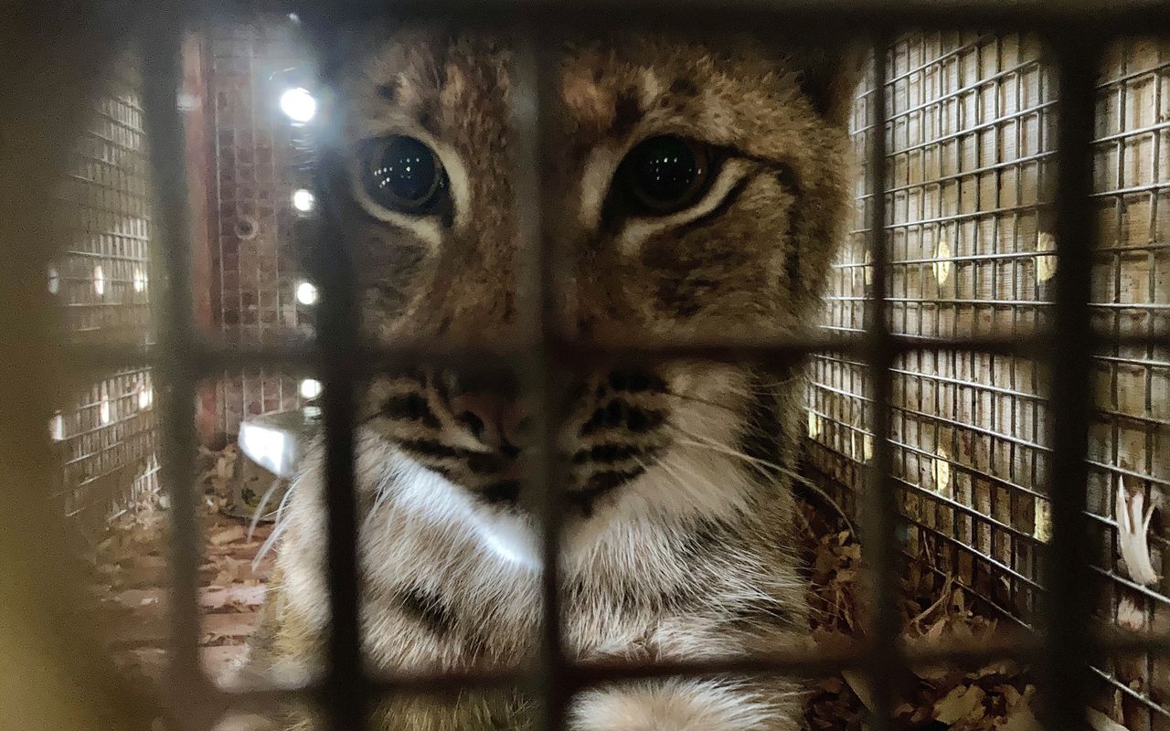 Luchs, Papagei und Schlange: exotische Tiere auf Reisen