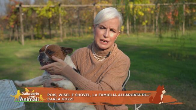 Pois, Wisel e Shovel, la famiglia allargata di Carla Gozzi